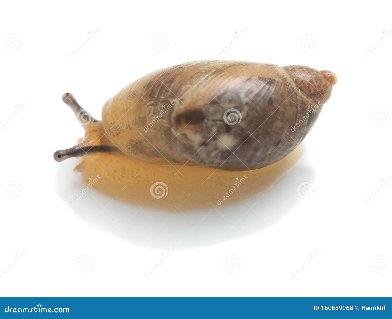 Common Amber Snail, Succinea Putris Isolated on White Background Stock ...