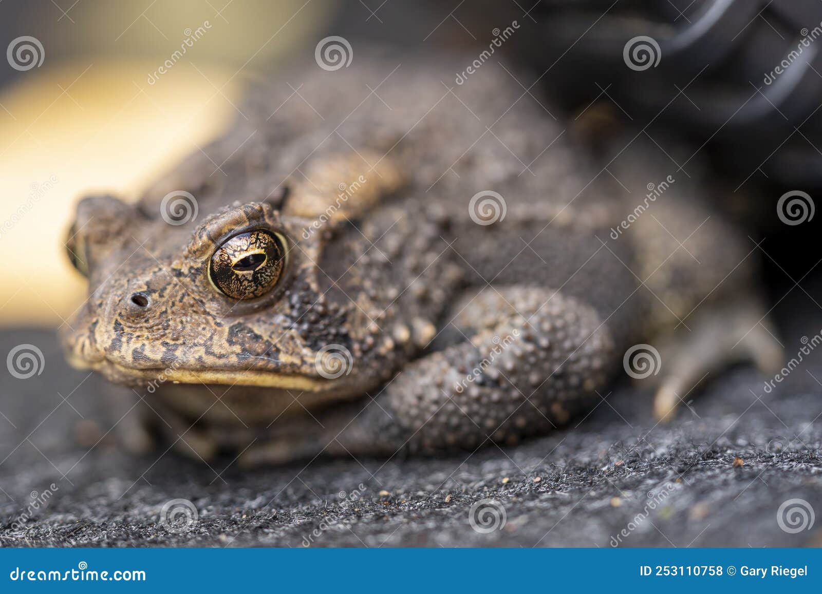 A common American toad. stock photo. Image of close - 253110758