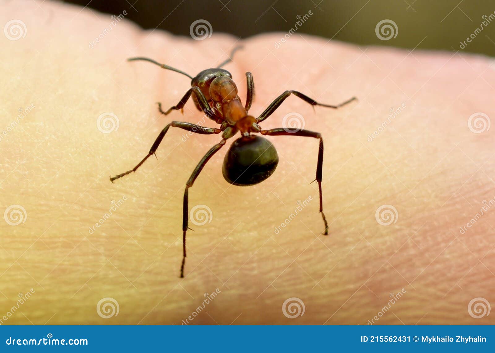 A Common Ant Bites a Human Finger Stock Image - Image of isolated ...