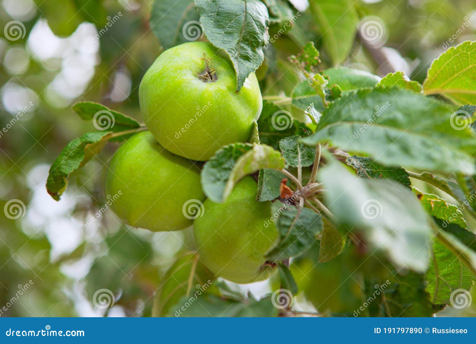 Common apples on a branch stock photo. Image of juicy - 191797890