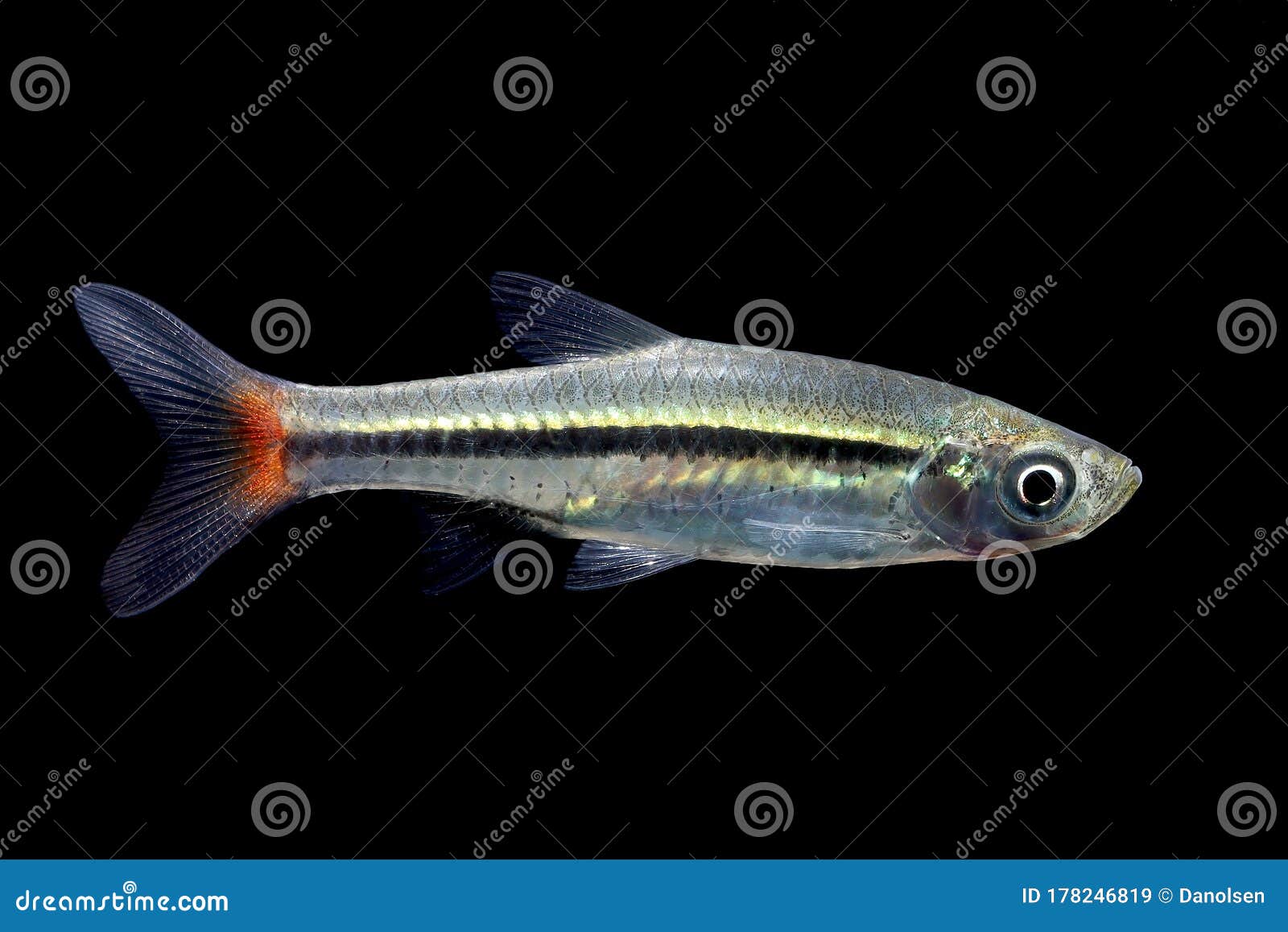 Common Aquarium Fish, Red-tailed Rasbora Stock Image - Image of fishing ...