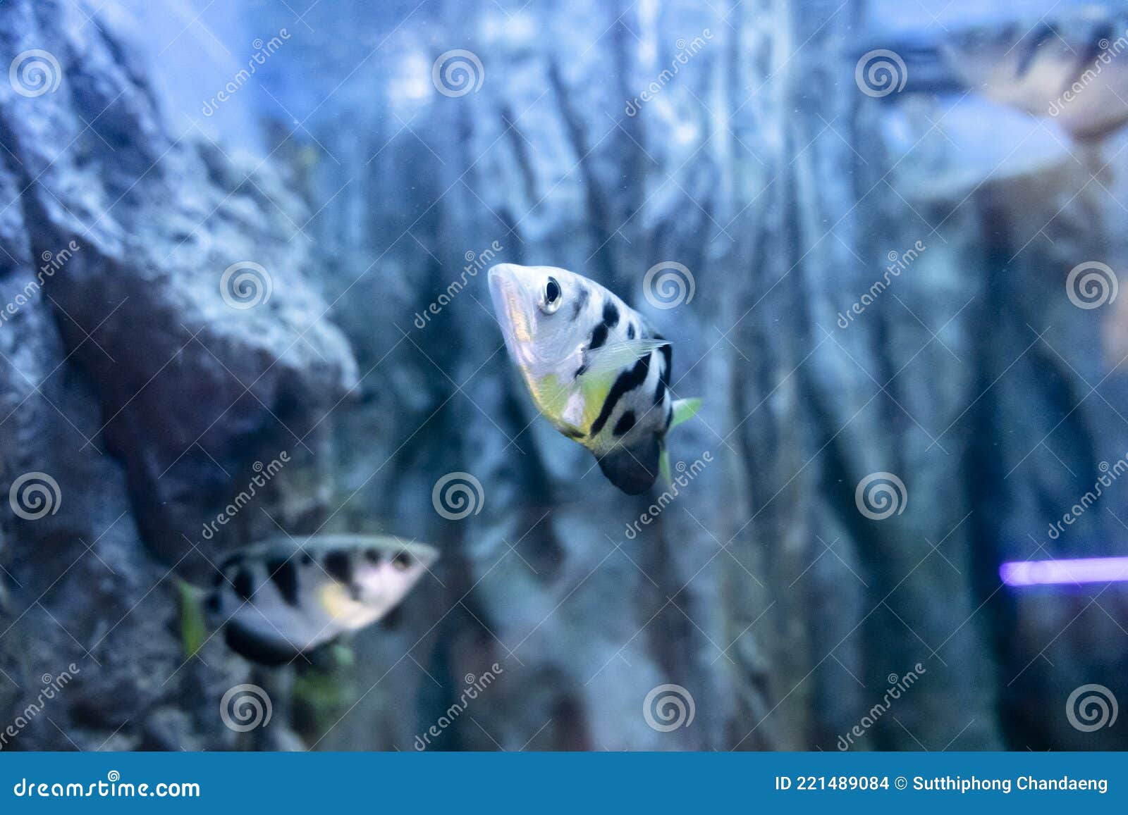 Common Archer Fish in Aquarium. Freshwater Fish Stock Photo - Image of ...