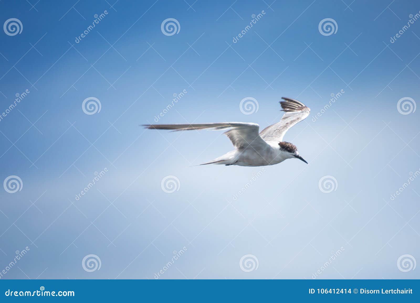 Common Terns Flying in the Blue Sky Stock Photo - Image of common ...