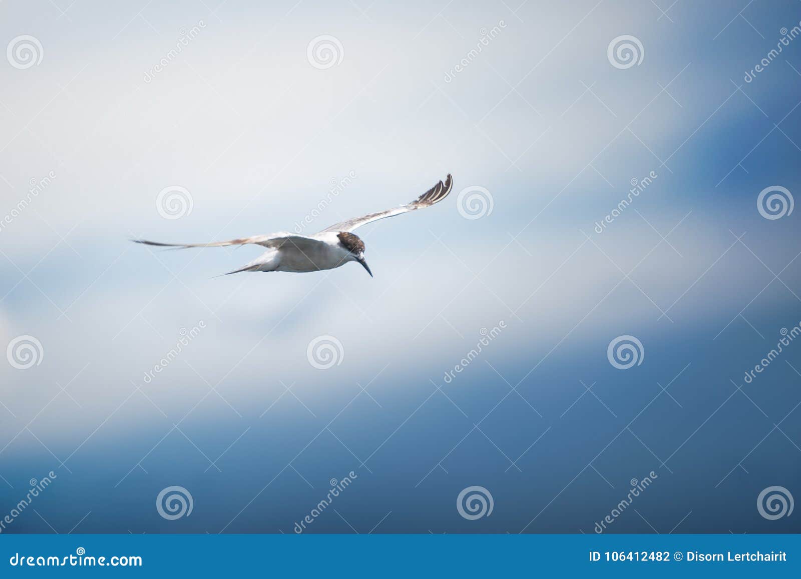 Common Terns Flying in the Blue Sky Stock Photo - Image of wildlife ...