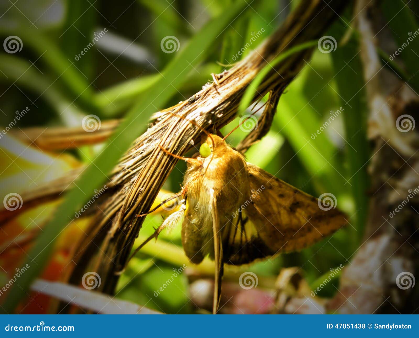 Common Armyworm moth stock photo. Image of armyworm, bugs - 47051438