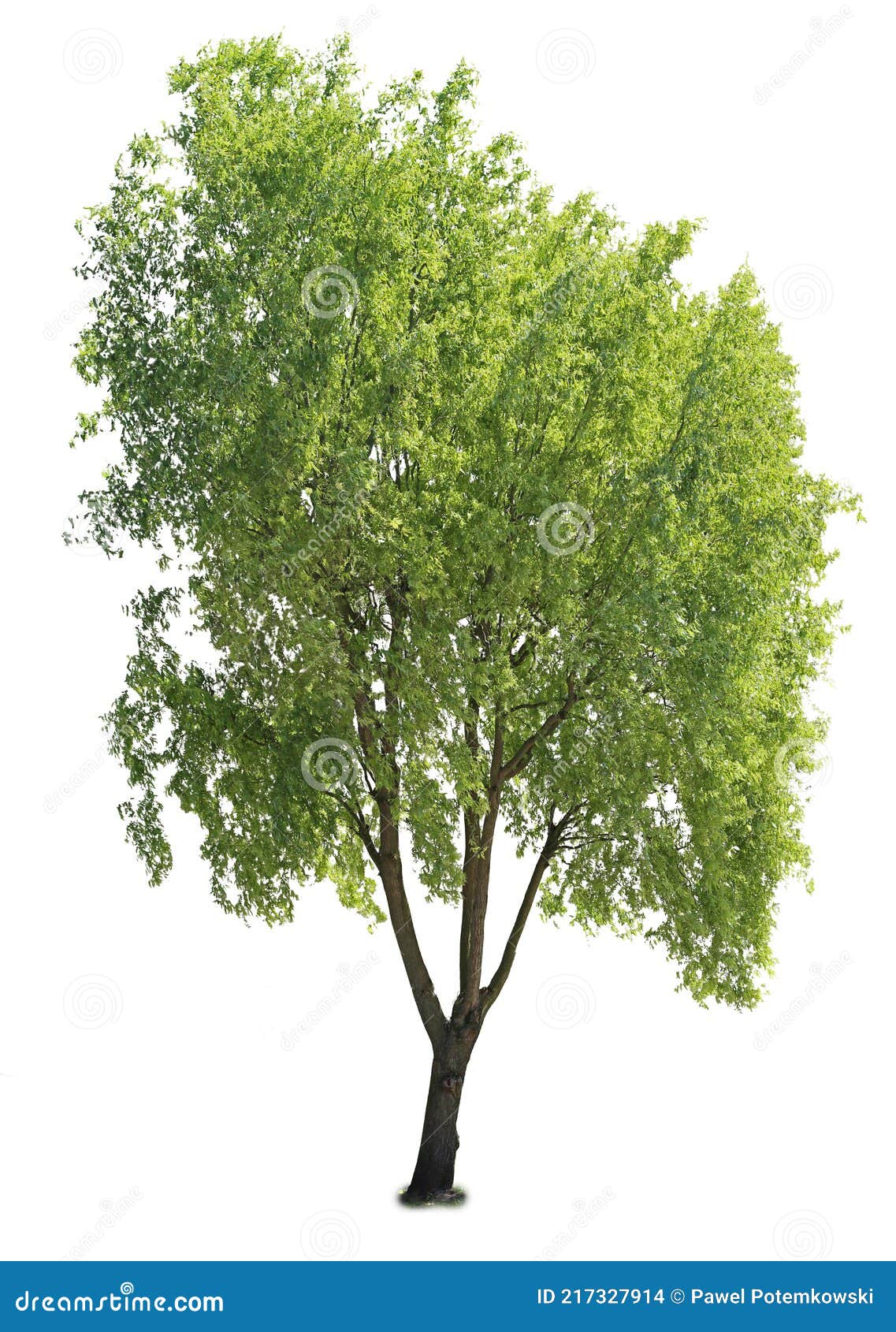Common Ash, Cutout Tree with White Background Stock Photo - Image of ...