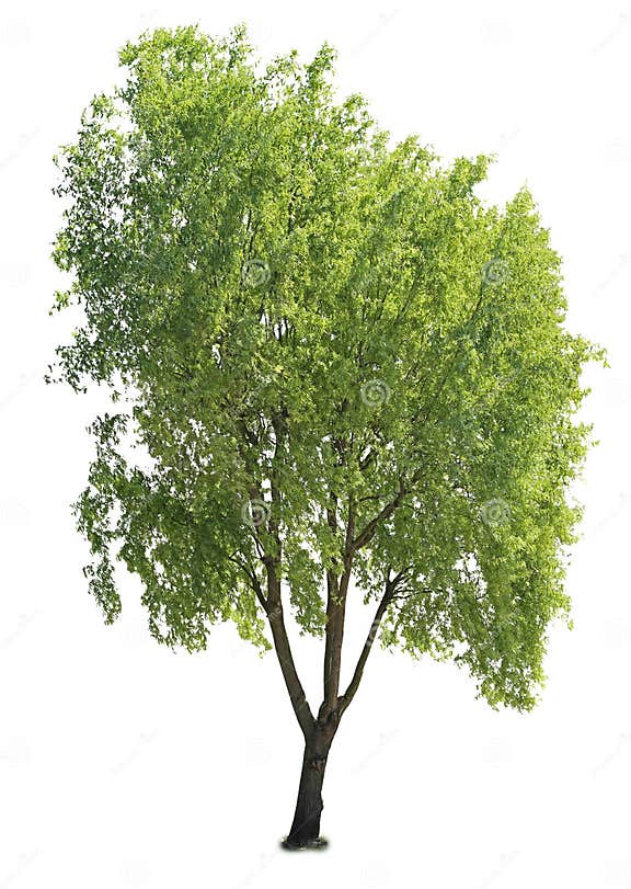 Common Ash, Cutout Tree with White Background Stock Photo - Image of ...