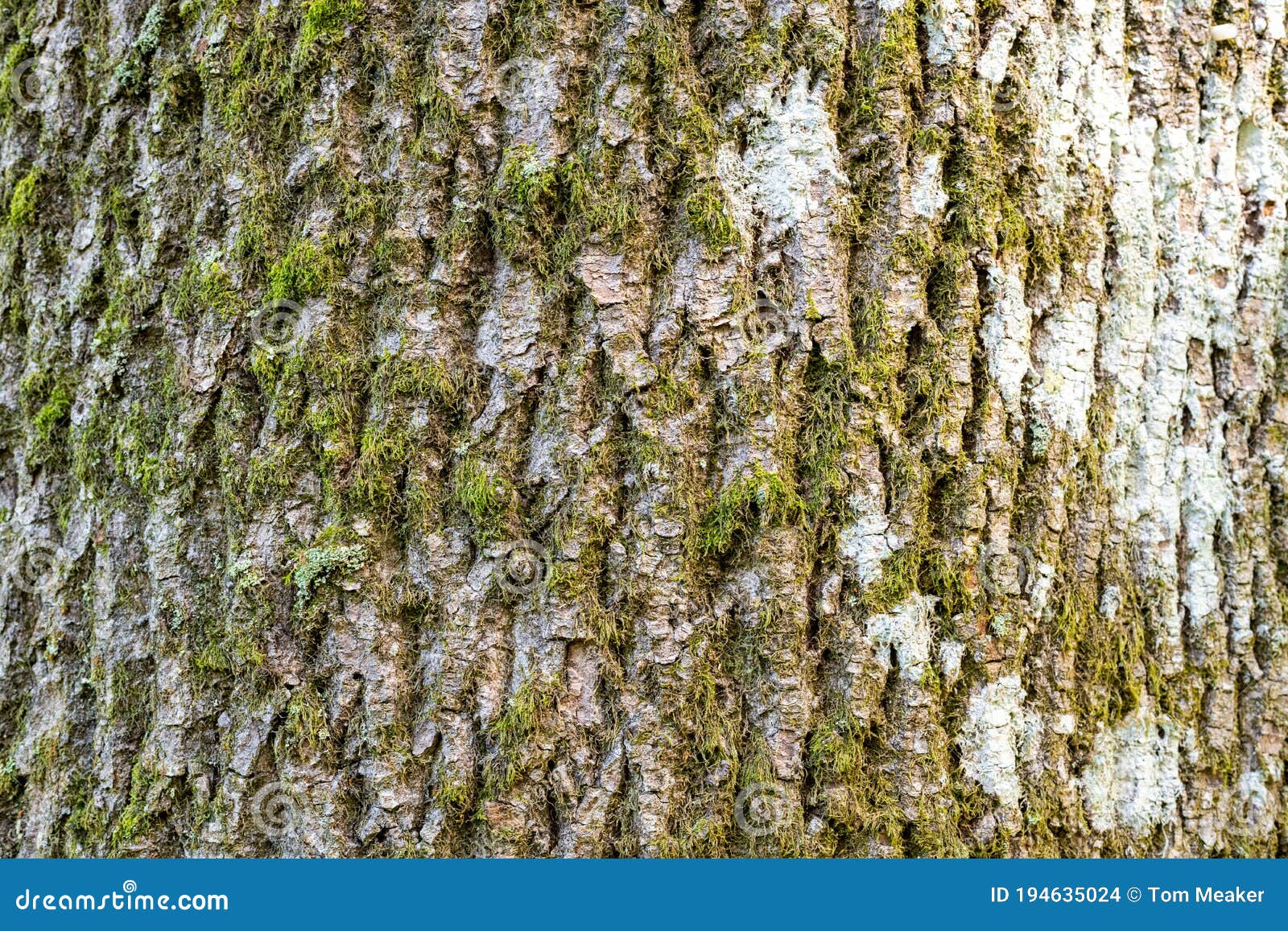 Common Ash Fraxinus Excelsior Tree Stock Photo - Image of closeup ...