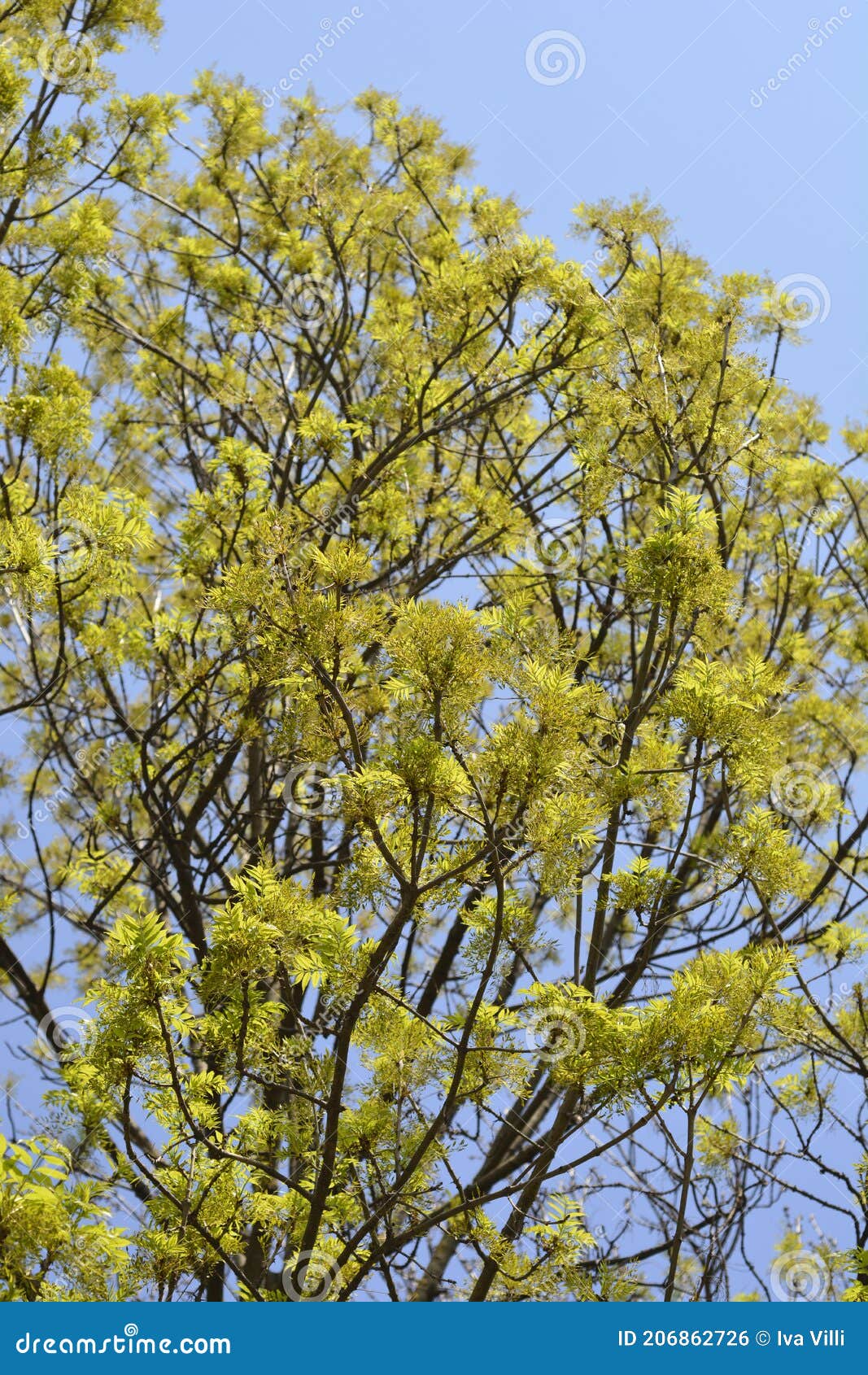 Common ash stock photo. Image of foliage, outdoors, common - 206862726