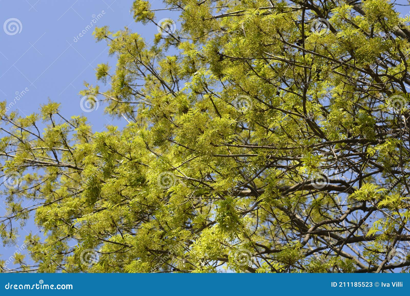 Common ash stock image. Image of blue, excelsior, fraxinus - 211185523