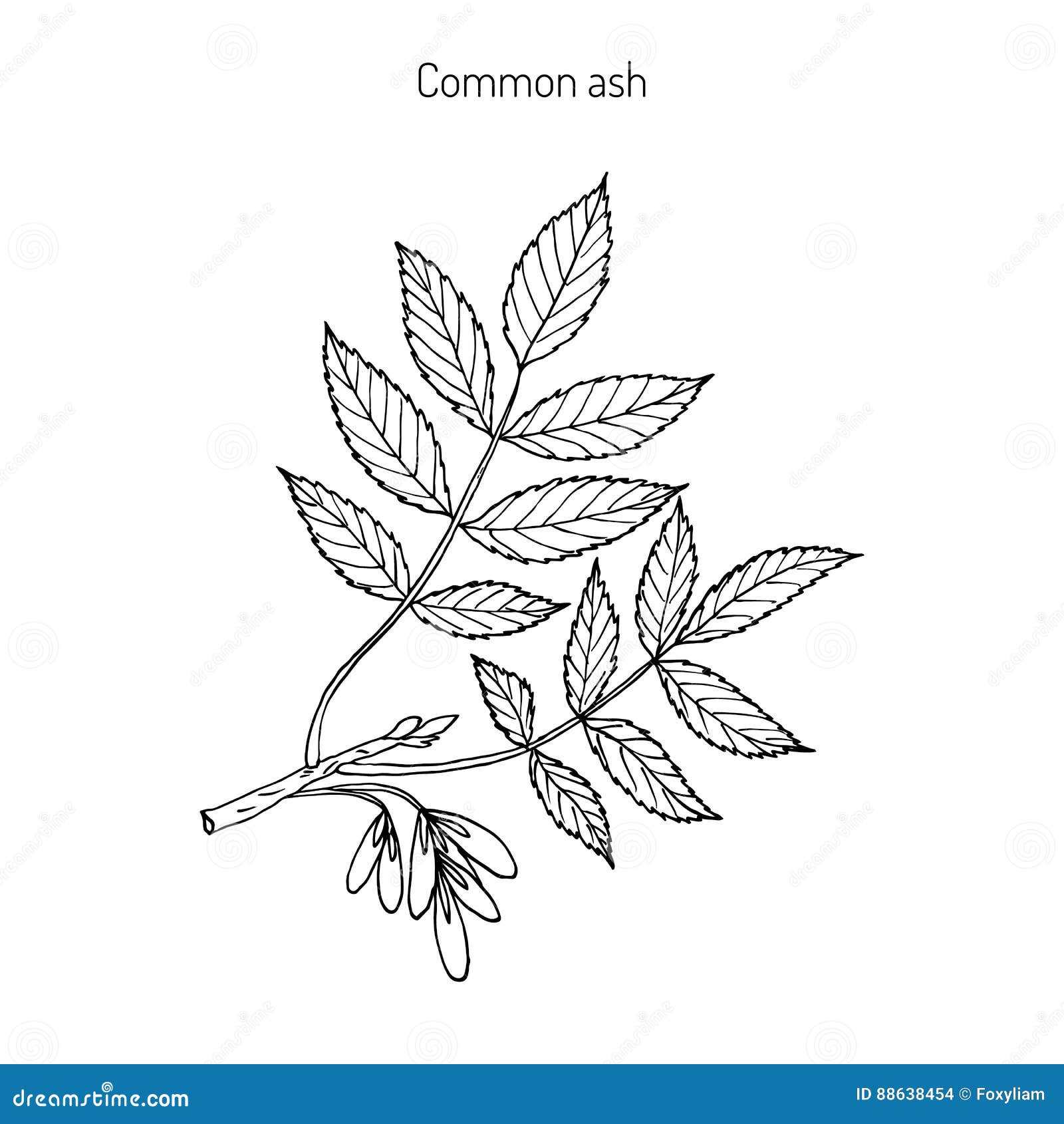 Common Ash Tree Branch Vector Illustration | CartoonDealer.com #88638454