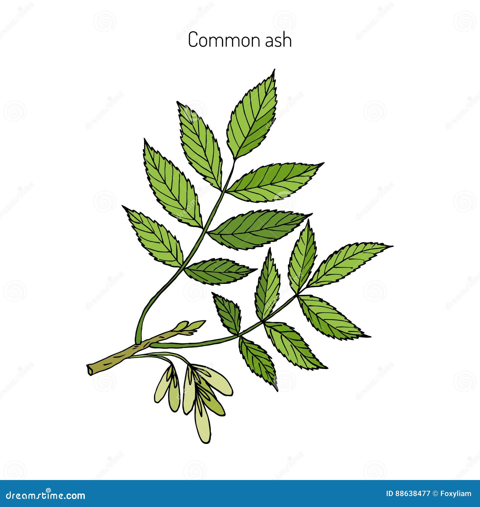 Common Ash Tree Branch stock vector. Illustration of medical - 88638477