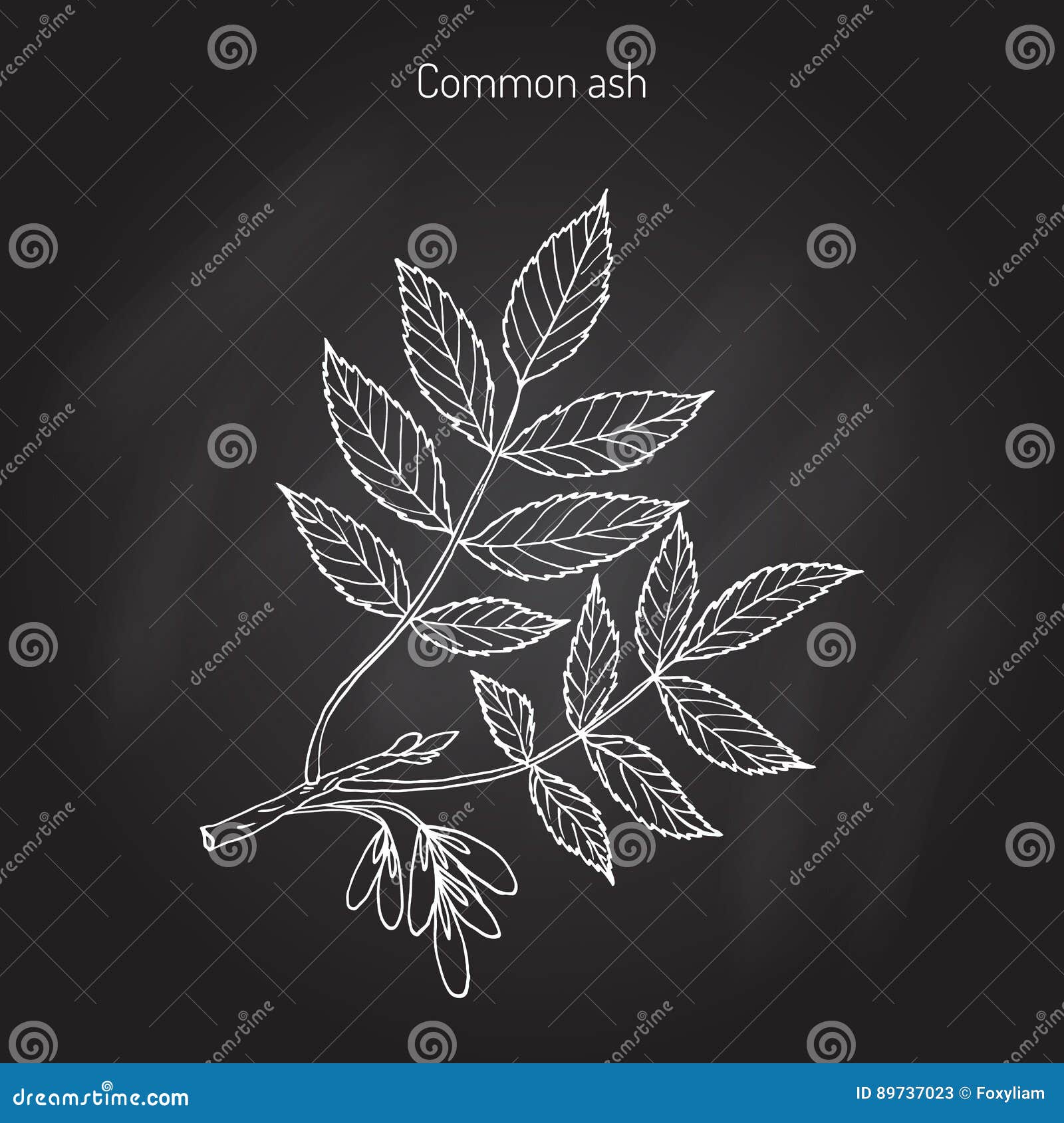 Common Ash Tree Branch stock vector. Illustration of nature - 89737023