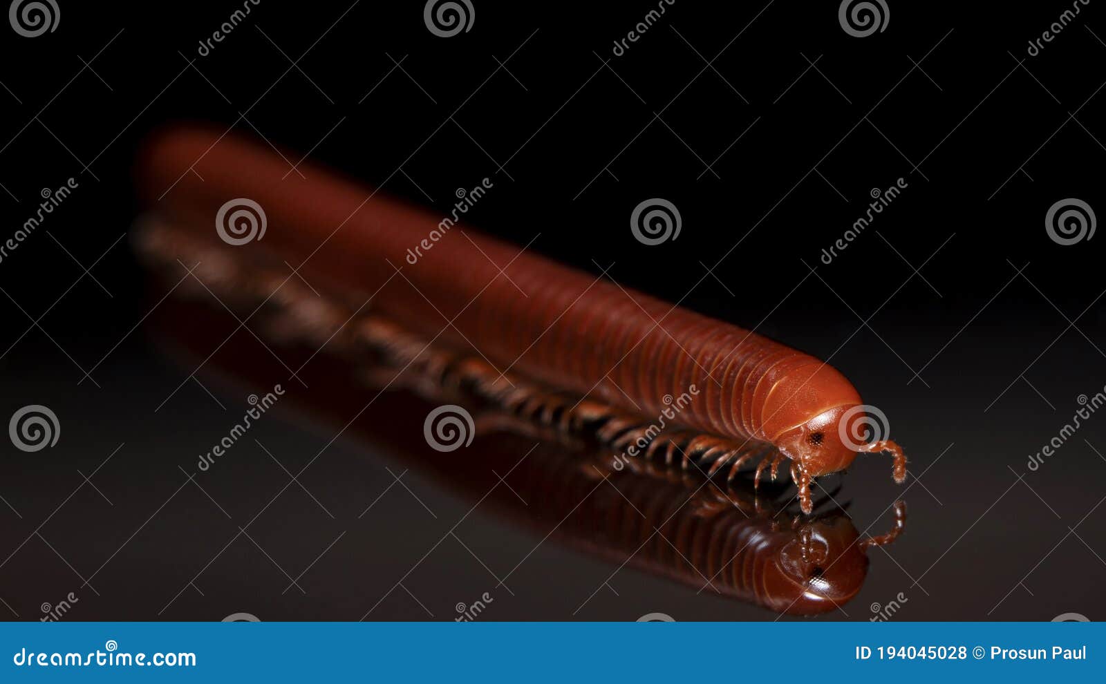 Common Asian Millipede Face Closeup Stock Photo - Image of biology ...