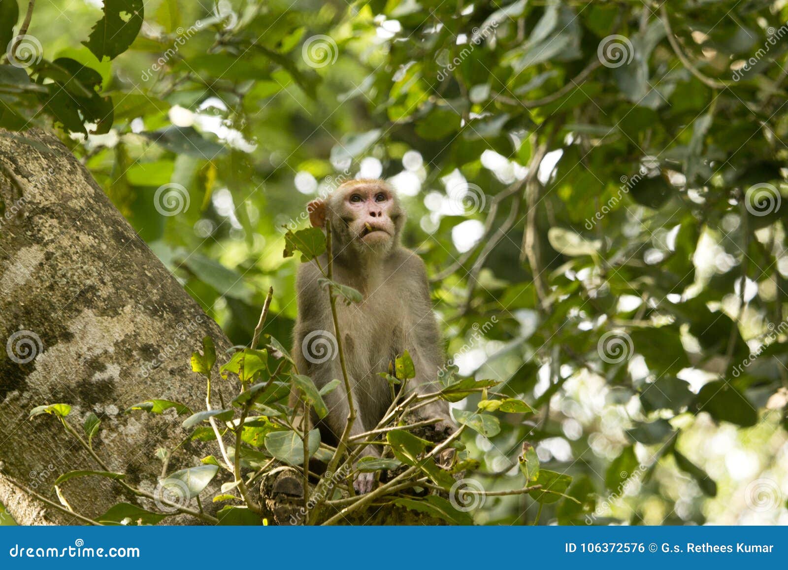 Common asian monkeys stock photo. Image of tree, perched - 106372576