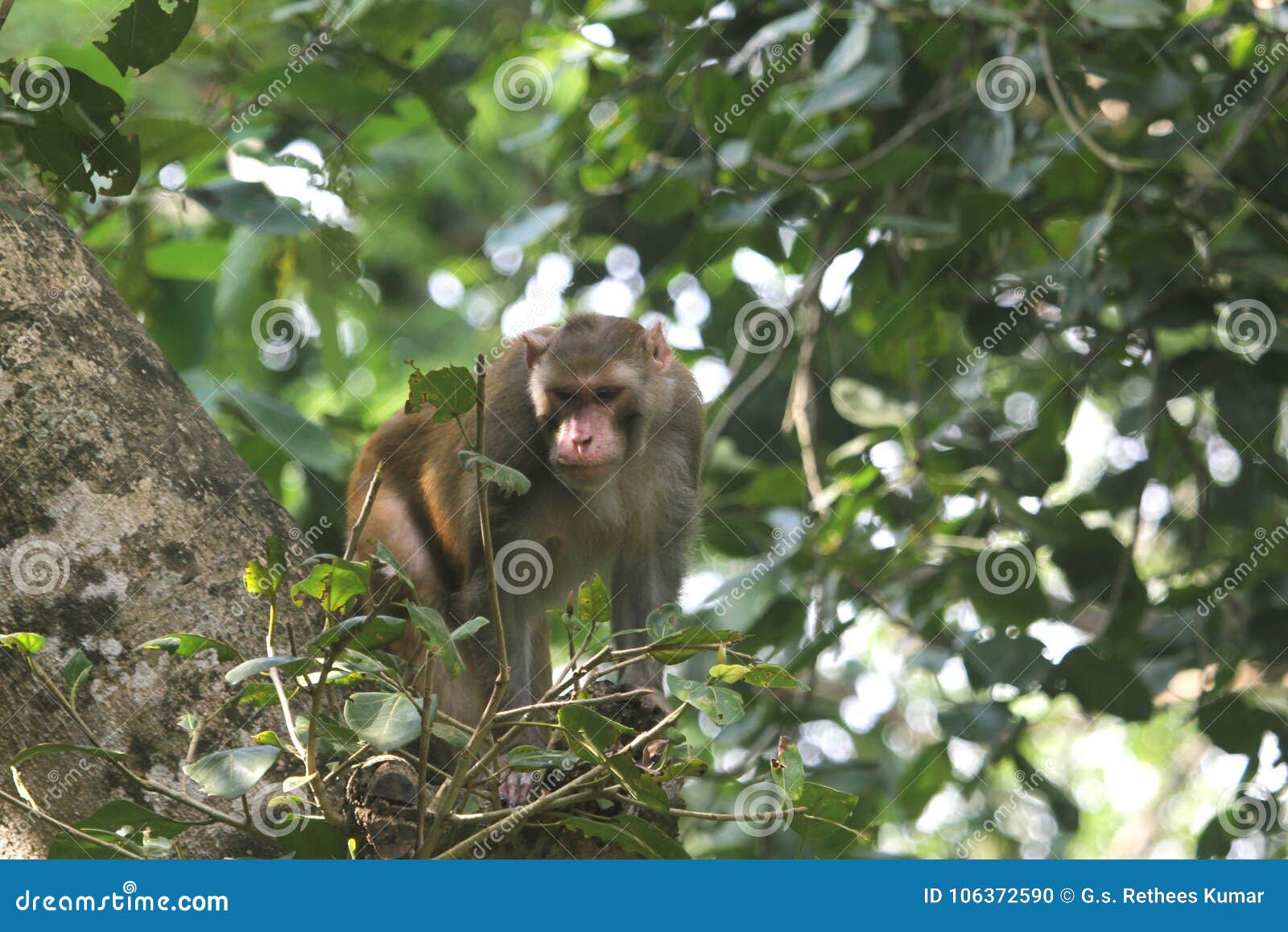 Common asian monkeys stock photo. Image of wildlife - 106372590