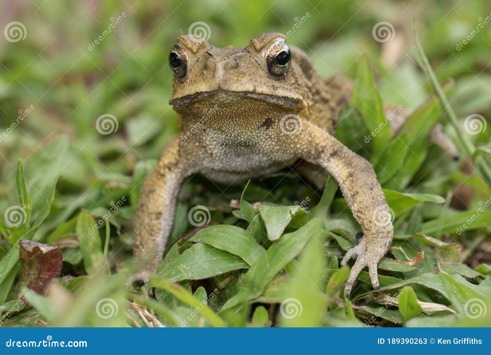 Common Asian Toad stock image. Image of wildlife, melanostictus - 189390263