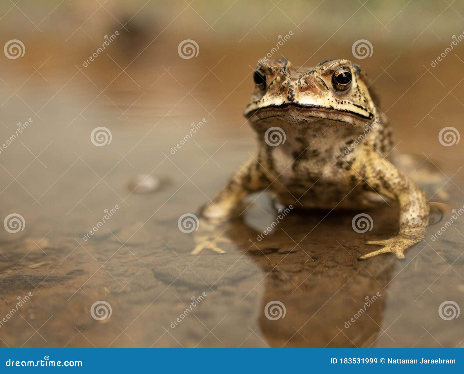 Common Asian Toad or Duttaphrynus Melanostictus or Asian Toad Brown or ...