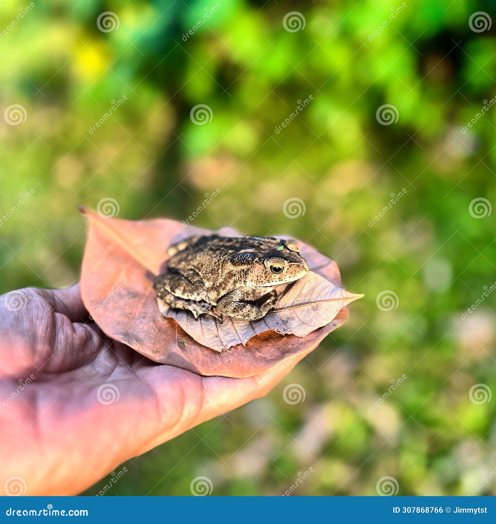 Common Asian toad stock photo. Image of park, small - 307868766