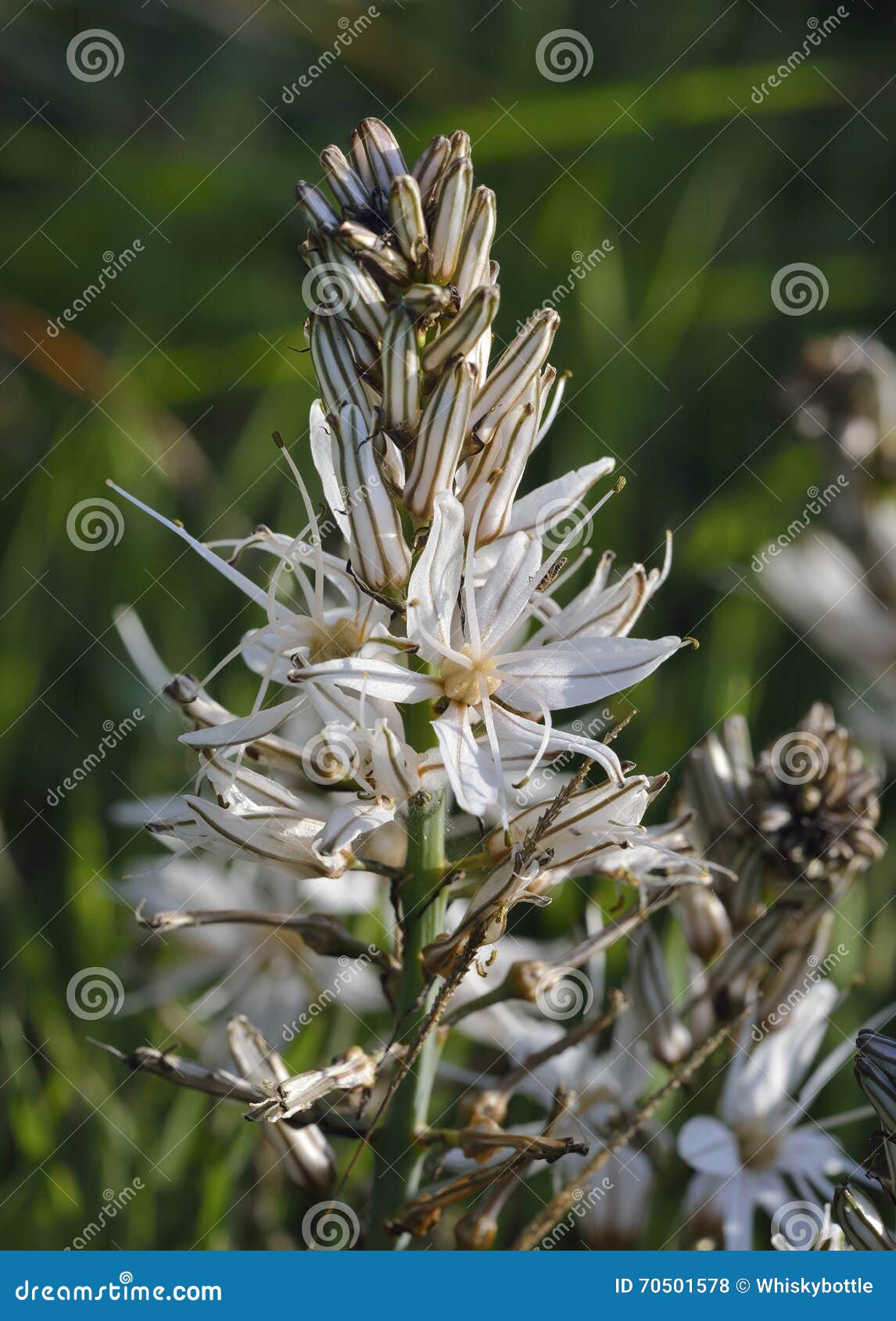 Common Asphodel stock photo. Image of spring, vertical - 70501578