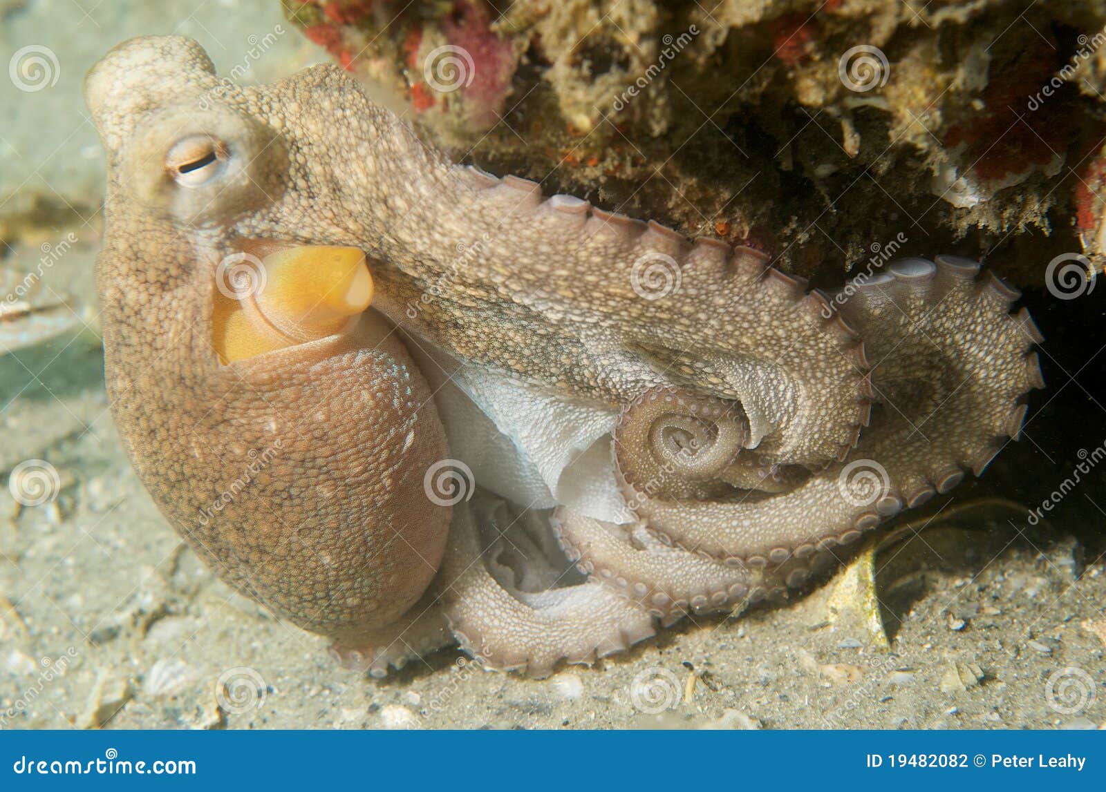 Atlantic Octopus