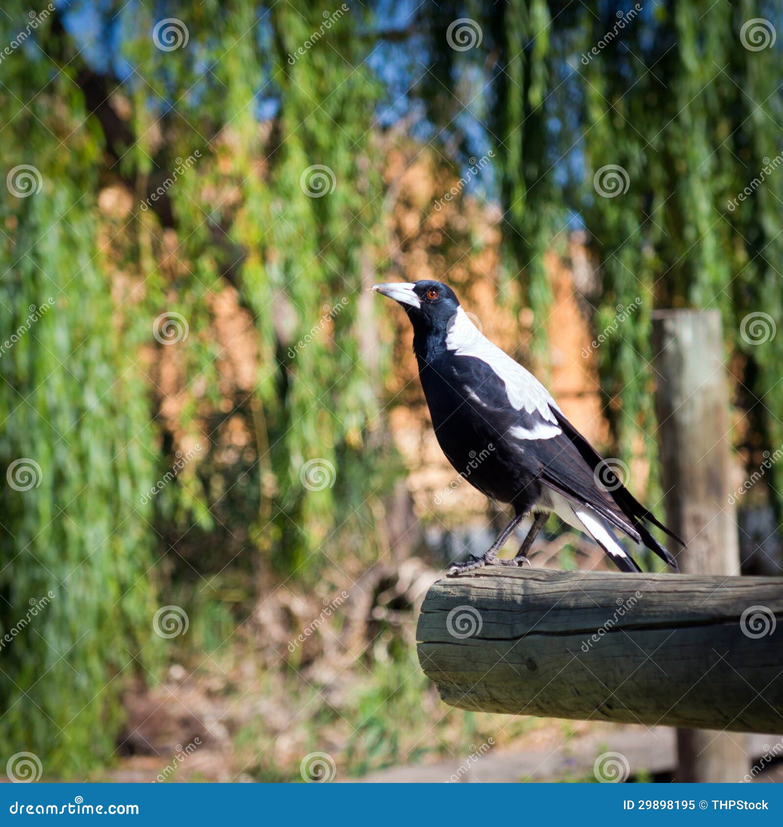 Magpie stock image. Image of perched, feather, crow, species - 29898195