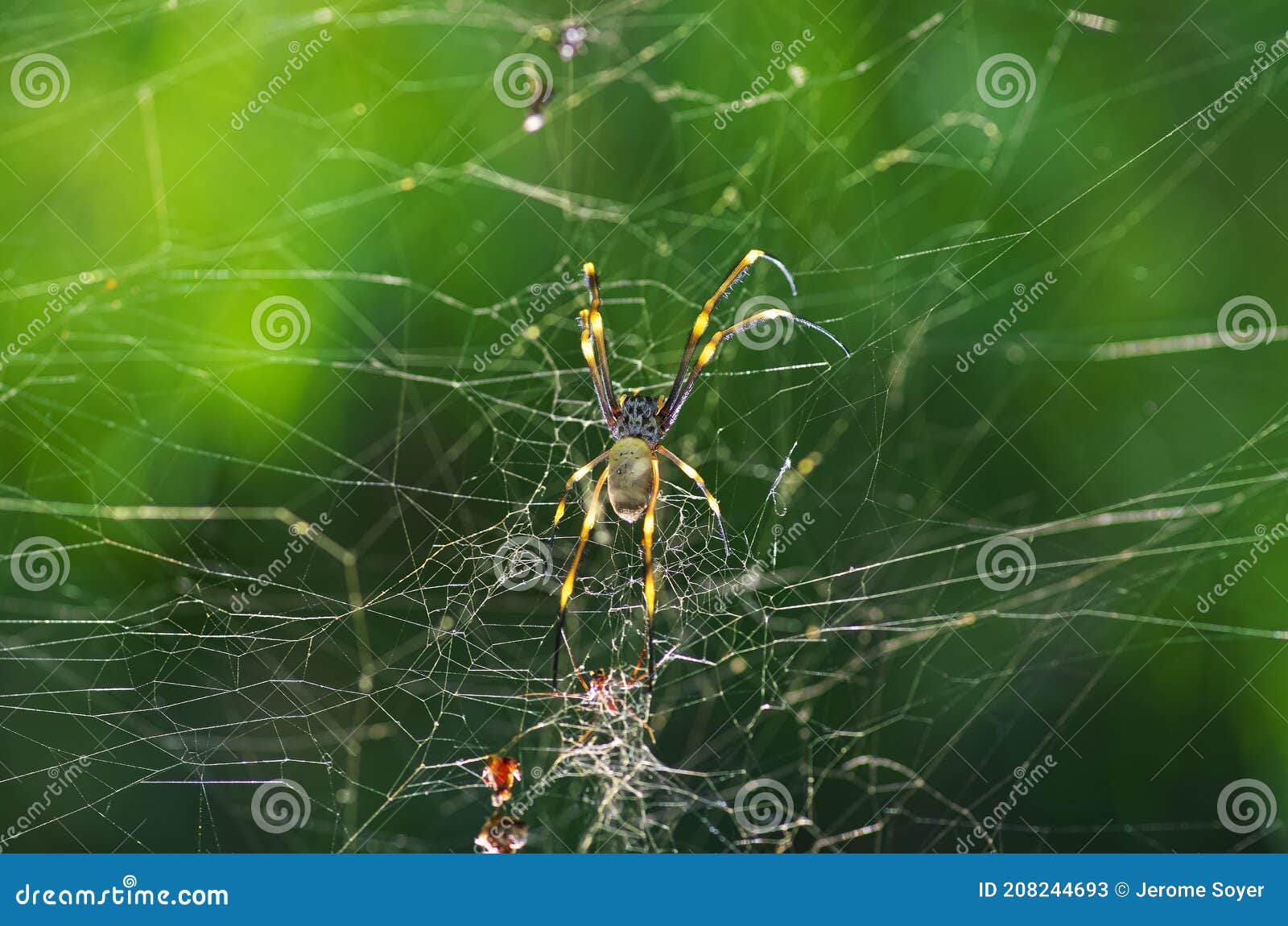 Common Australian spider stock image. Image of common - 208244693