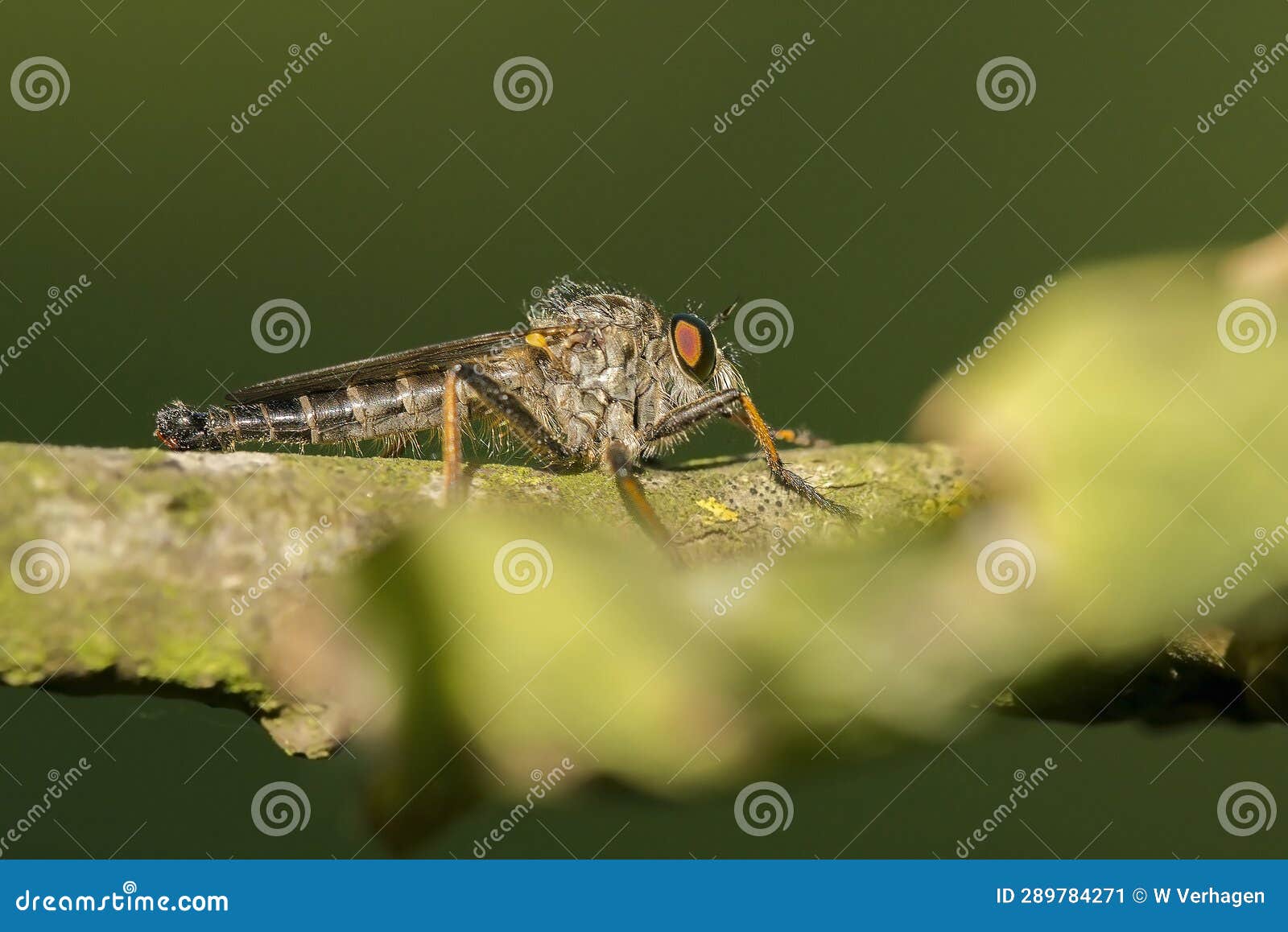 Common Awl Robberfly stock image. Image of side, carnivorous - 289784271