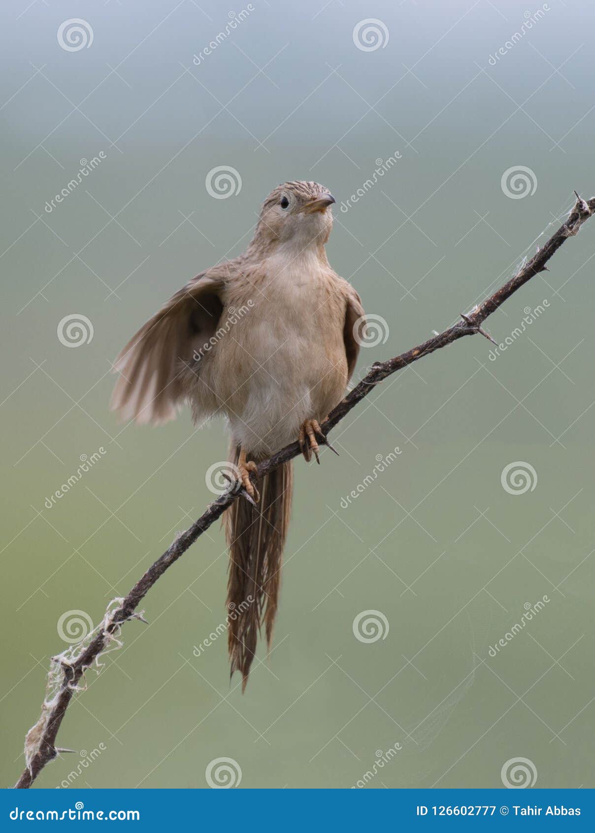 Common Babbler Turdoides Caudata Stock Image - Image of looking ...