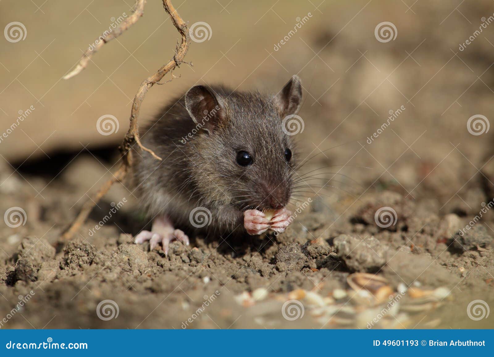 Common baby rat. stock image. Image of rodent, baby, wildlife - 49601193