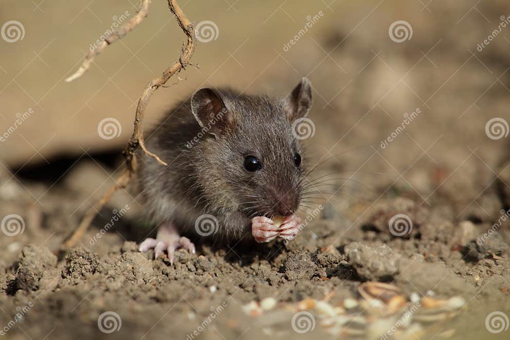 Common baby rat. stock image. Image of rodent, baby, wildlife - 49601193