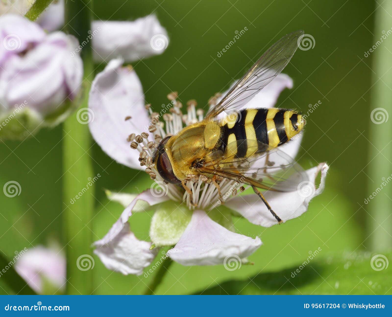 Common Banded Hoverfly stock photo. Image of wildlife - 95617204