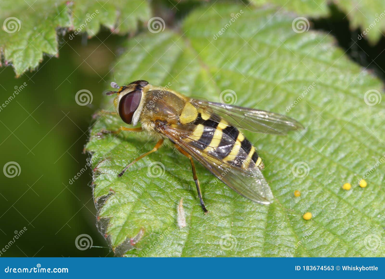 Common Banded Hoverfly stock image. Image of closeup - 183674563