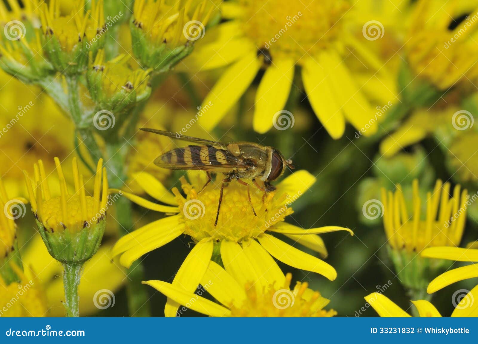 Common Banded Hoverfly stock photo. Image of composite - 33231832