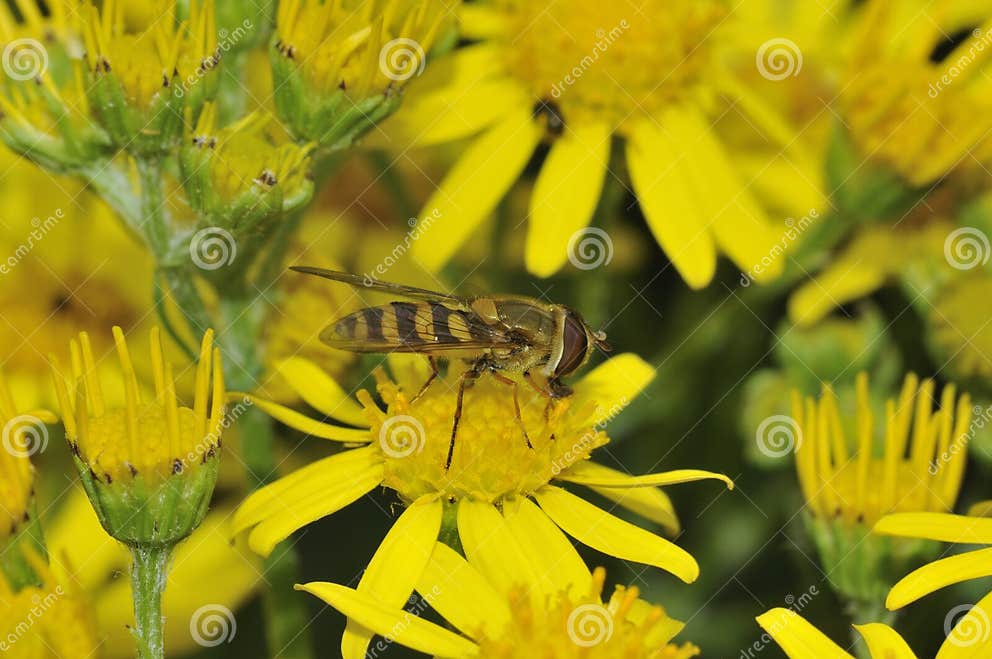 Common Banded Hoverfly stock photo. Image of composite - 33231832