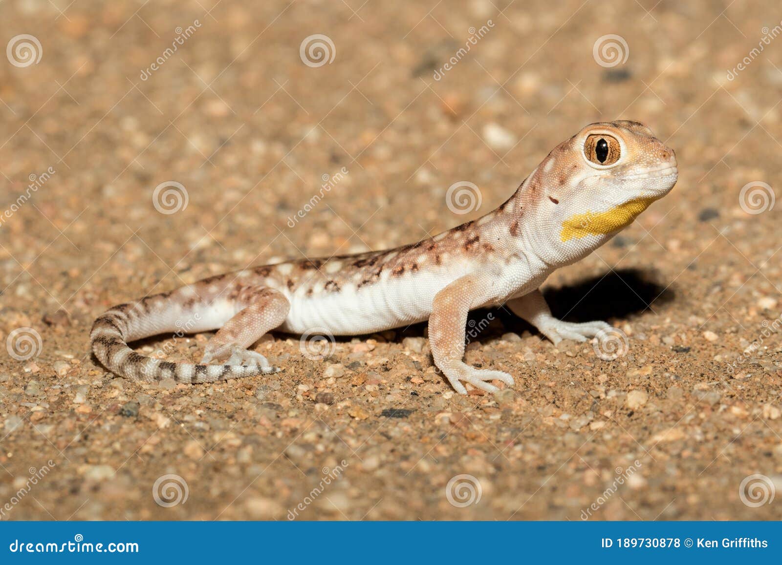 Common Barking Gecko stock photo. Image of hunting, nature - 189730878