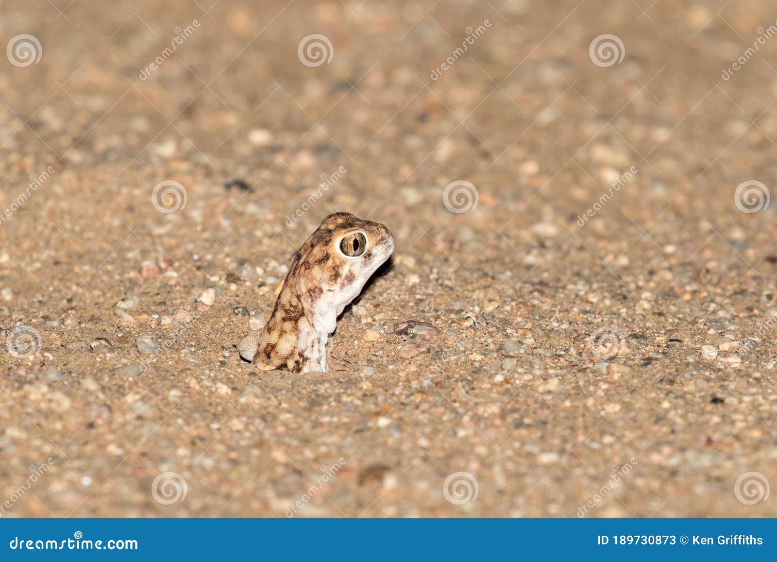 Common Barking Gecko stock image. Image of garrulus - 189730873
