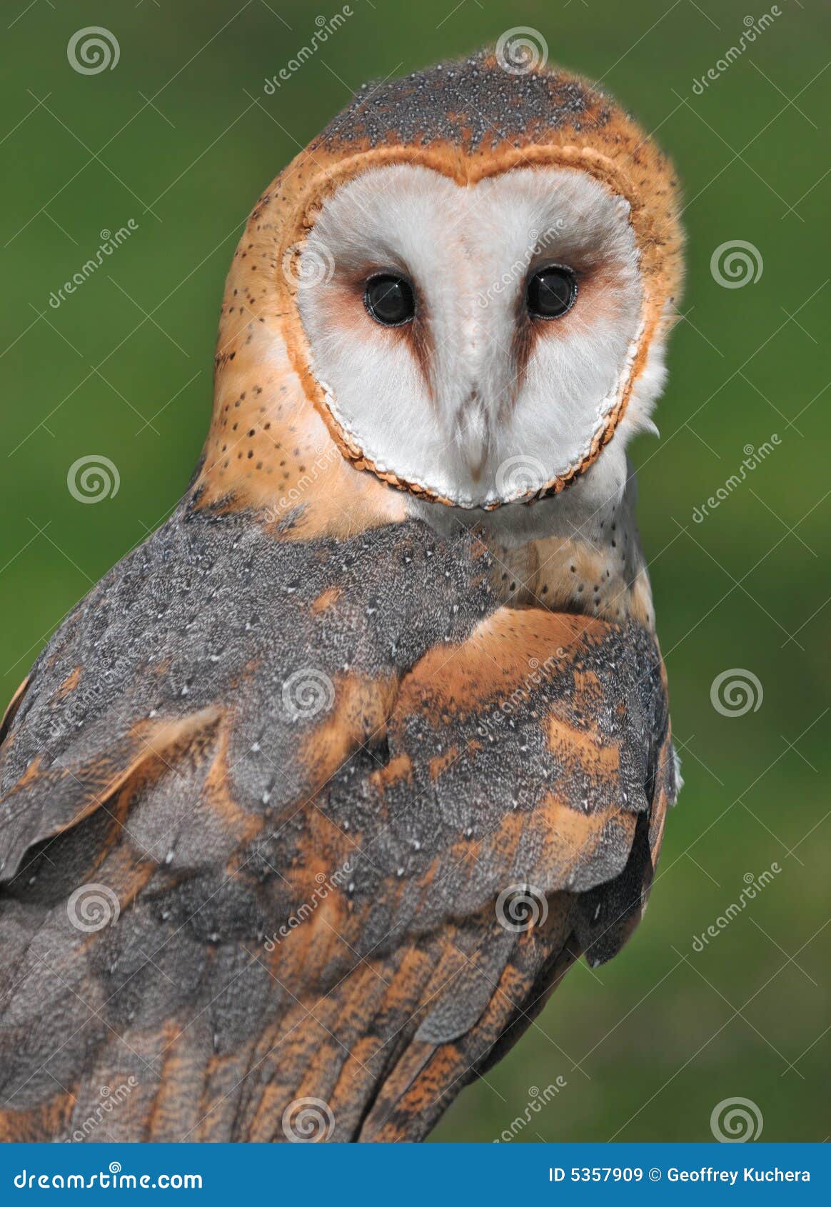Common Barn Owl stock image. Image of nocturnal, wildlife - 5357909