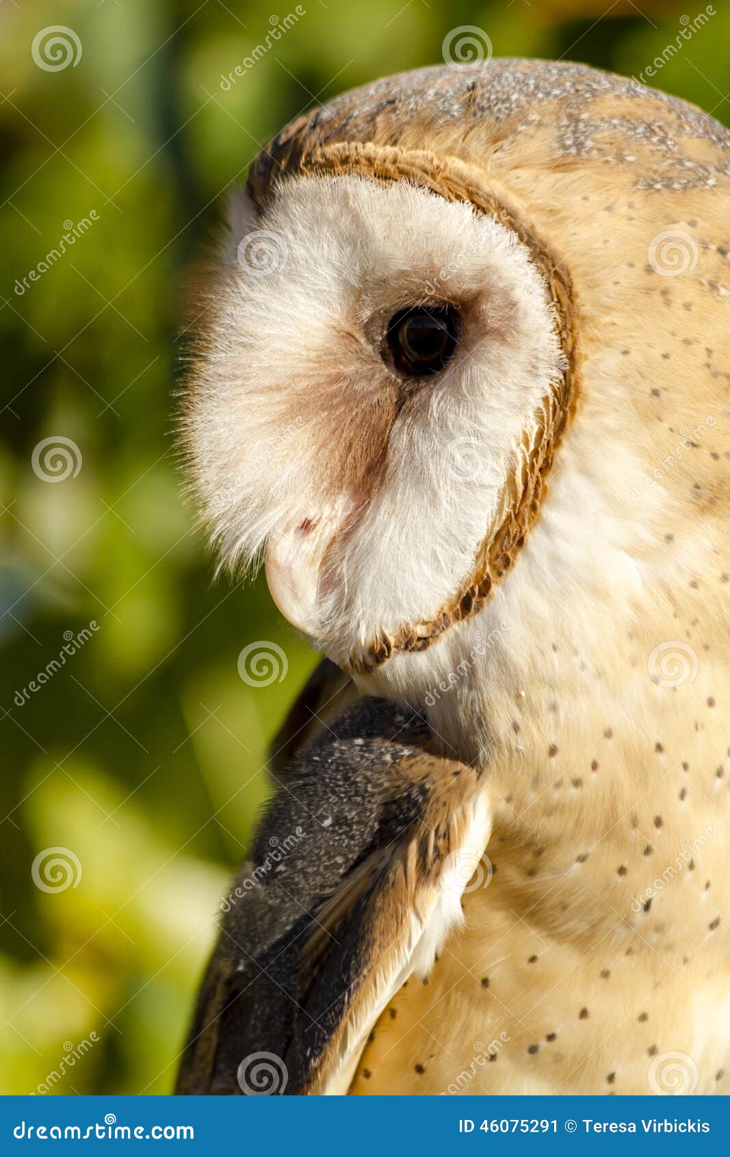 Common Barn Owl in Autumn Setting Stock Image - Image of alert, hunter ...