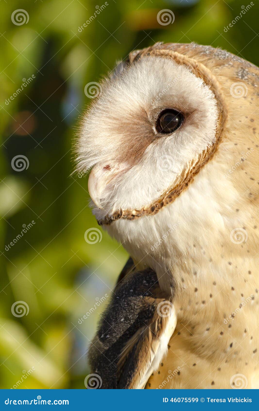 Common Barn Owl in Autumn Setting Stock Image - Image of powerful, bill ...