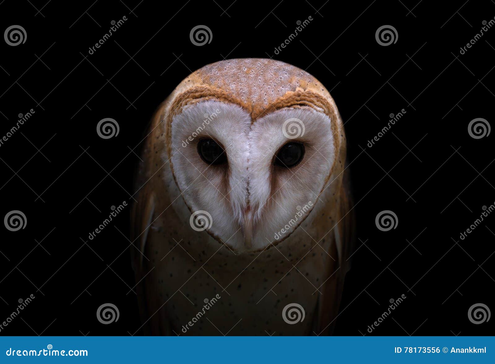 Common Barn Owl in the Dark Stock Photo - Image of looking, night: 78173556