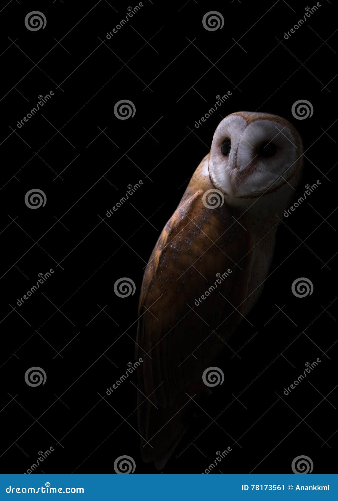 Common Barn Owl in the Dark Stock Image - Image of hide, perched: 78173561