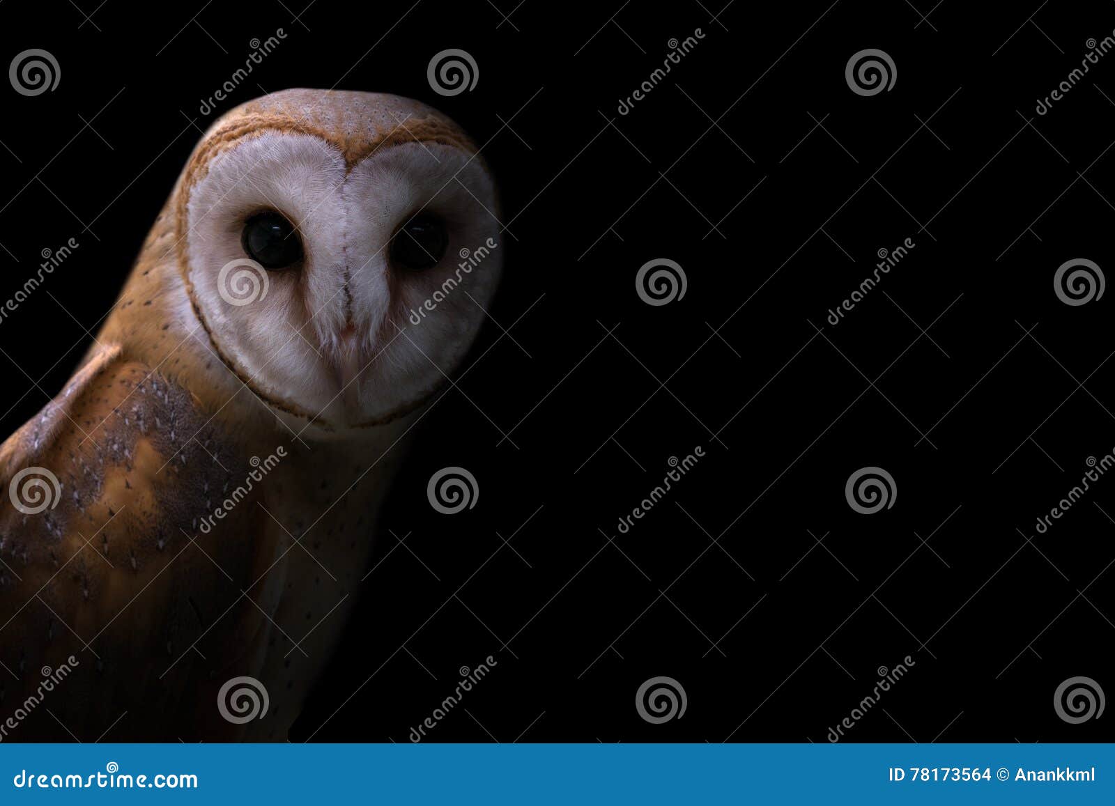 Common Barn Owl in the Dark Stock Photo - Image of avian, prey: 78173564