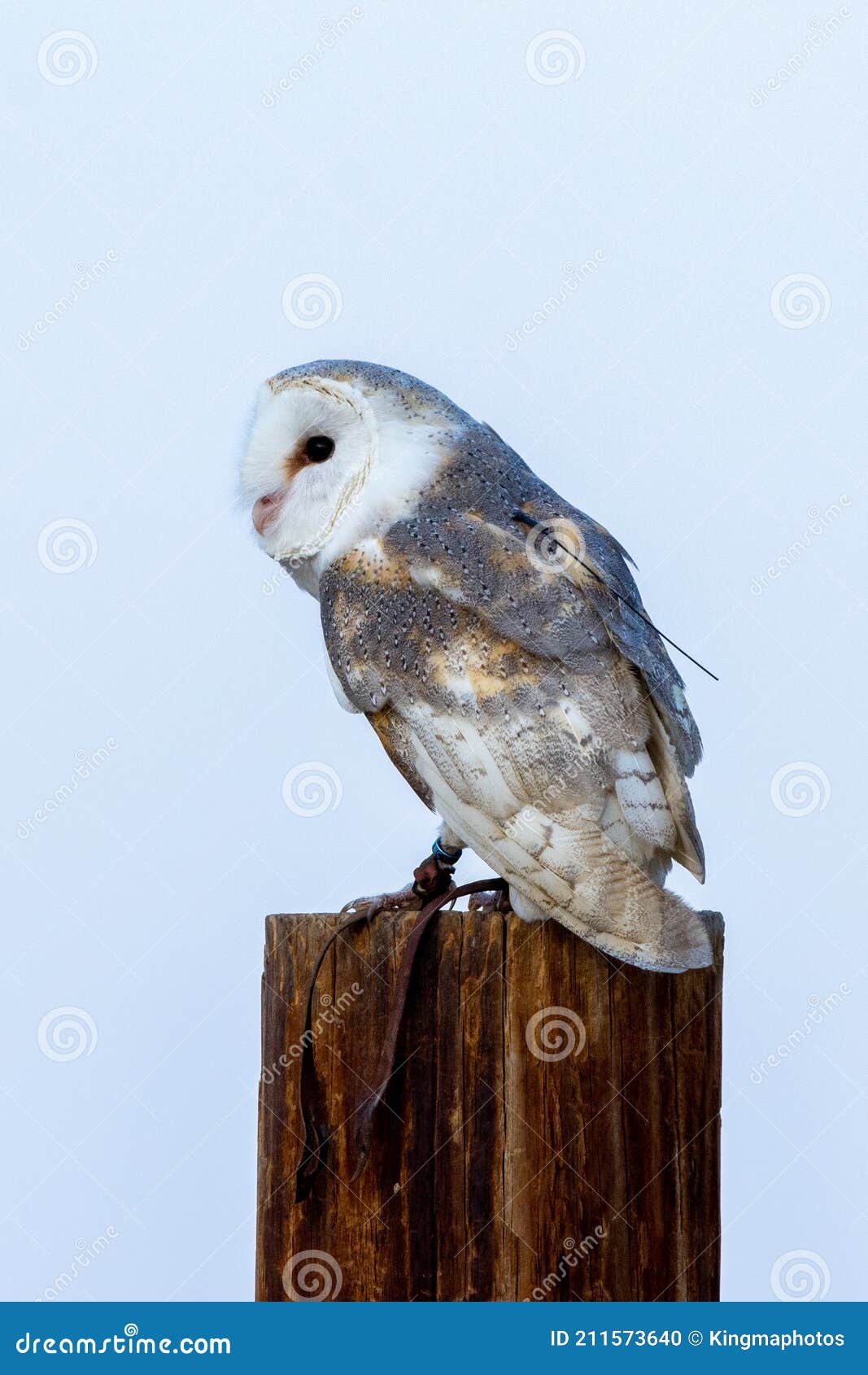 A Common Barn Owl Tyto Alba Perched Standing on Pole Showing Off Back ...
