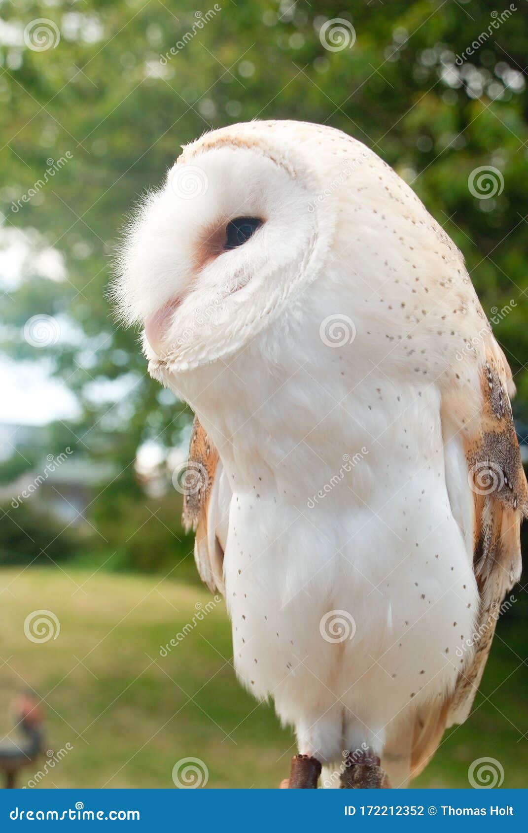 Common Barn Owl White Owl Stands Facing Side On To Camera Royalty-Free ...