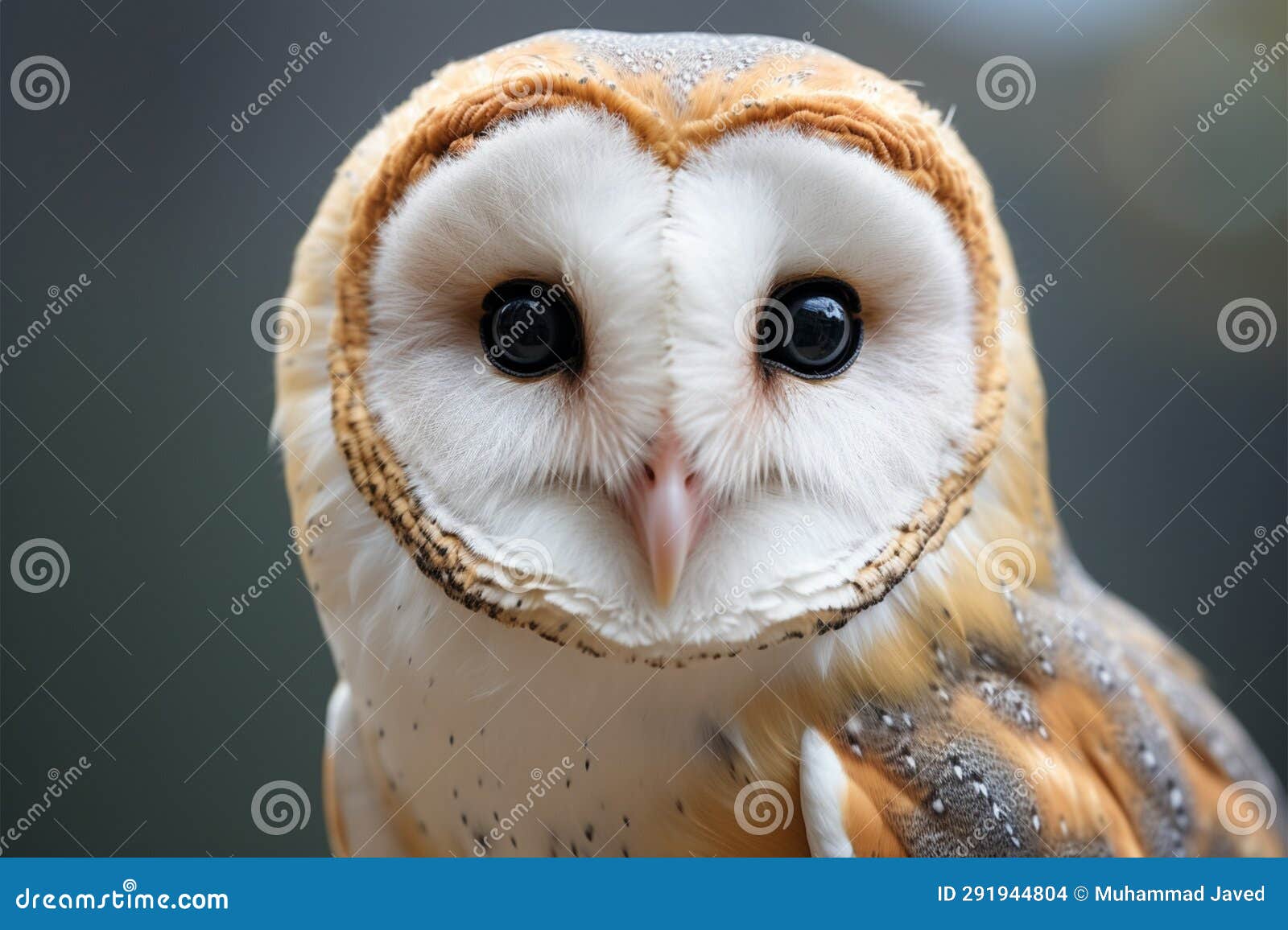 The Common Barn Owls Captivating Close Up Reveals Its Transformation ...