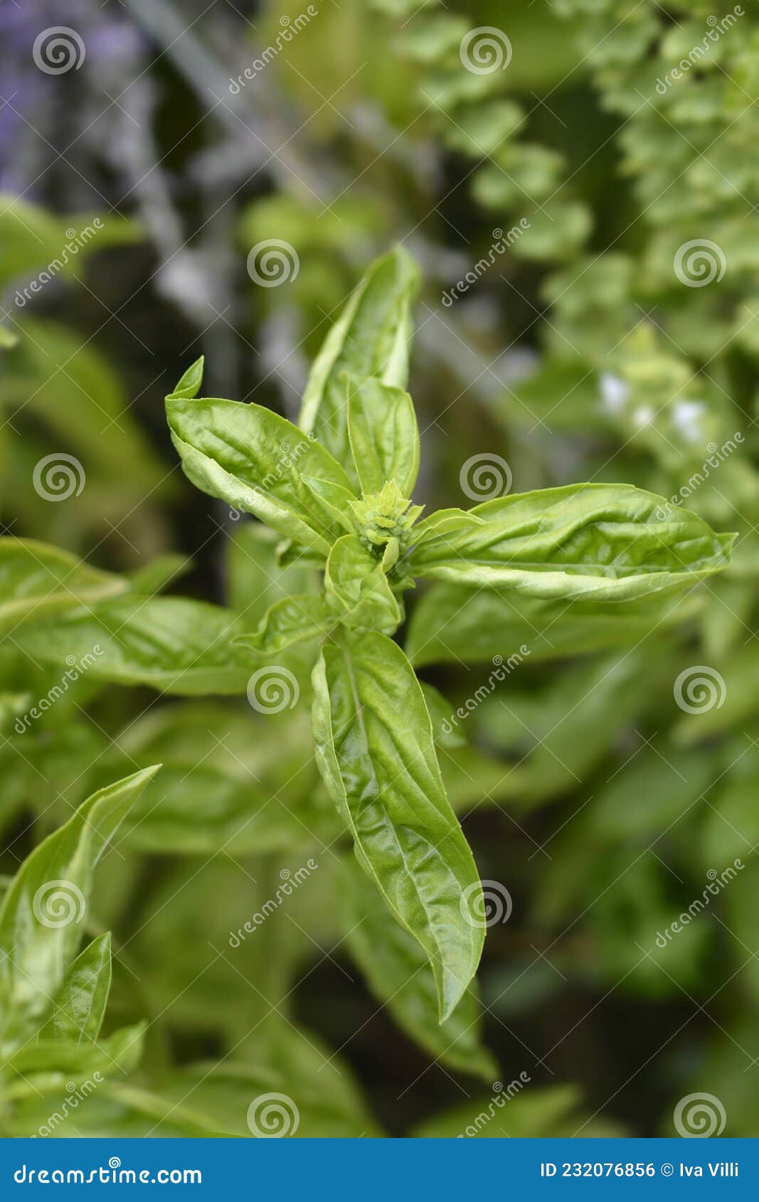 Common basil stock photo. Image of basilicum, leaf, culinary - 232076856