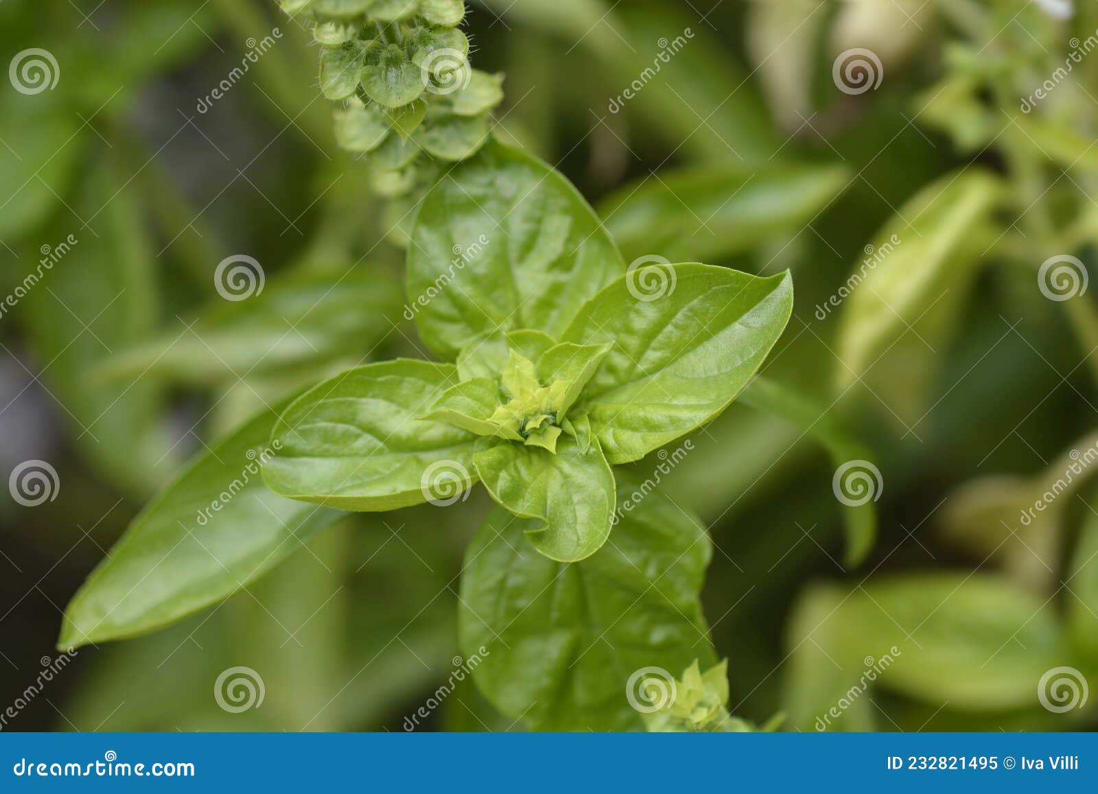 Common basil stock image. Image of herb, close, basilicum - 232821495