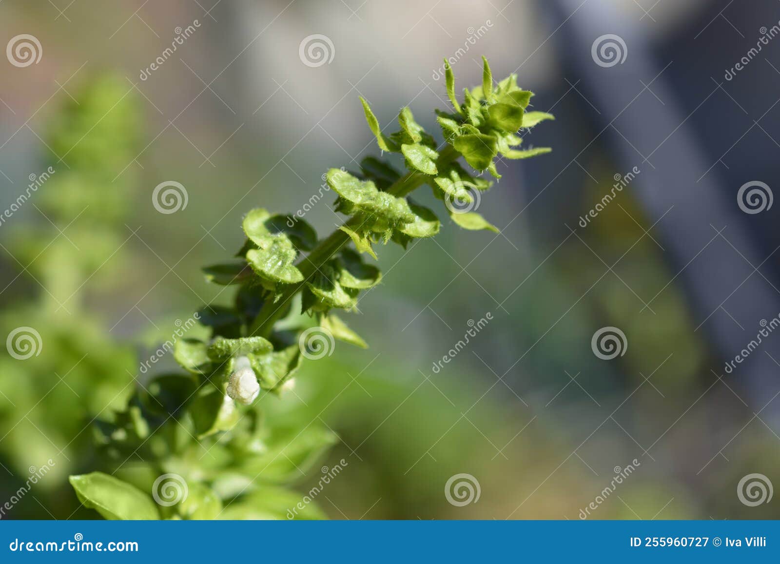 Common basil stock image. Image of sweet, herb, summer - 255960727