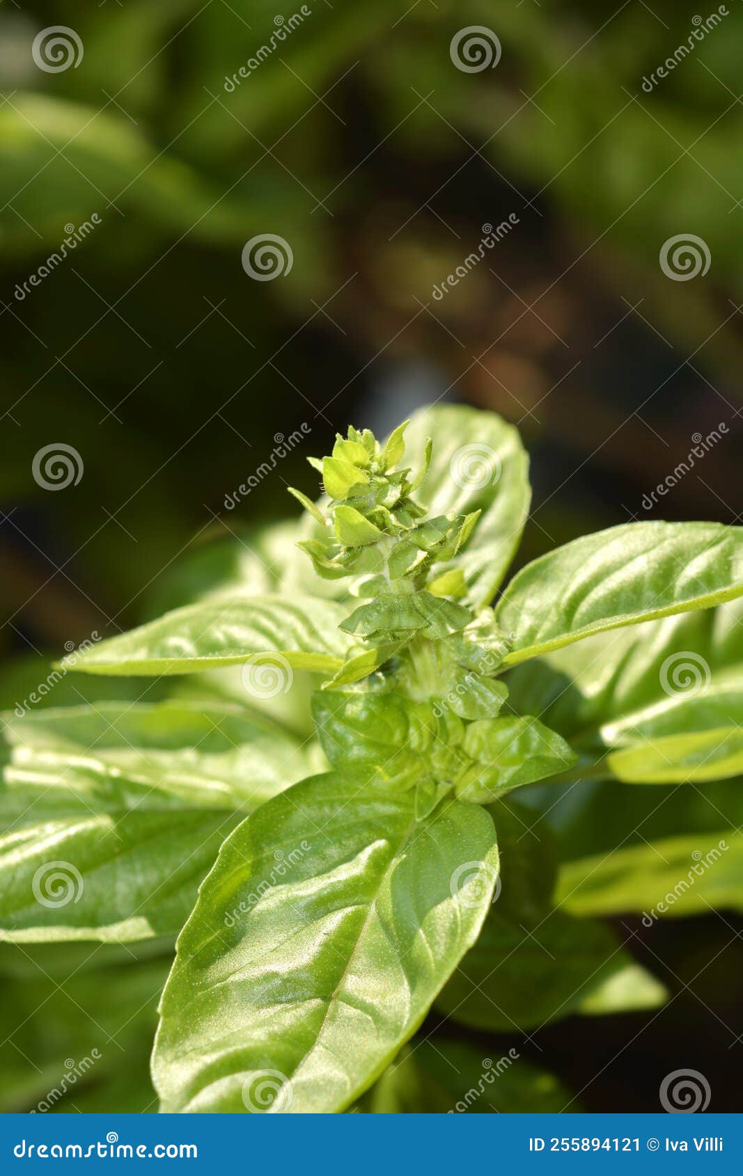 Common basil stock image. Image of common, leaf, close - 255894121